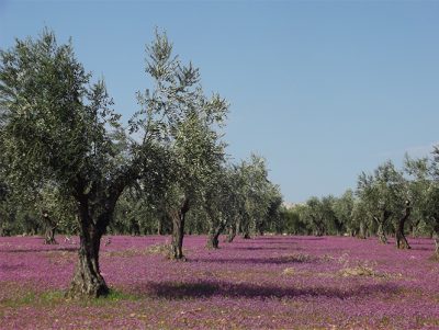 Ravanda Havzası | Ravandalı Kadınlar Derneği